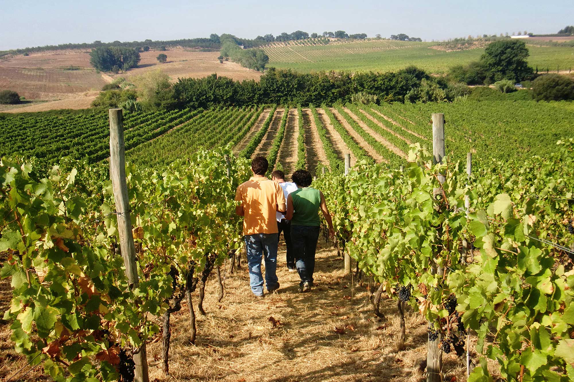 Alenquer » Enoturismo